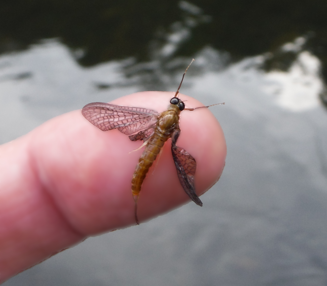 Friday Night Flies – Pine Creek, June 5, 2020 | Slate Run Sportsmen