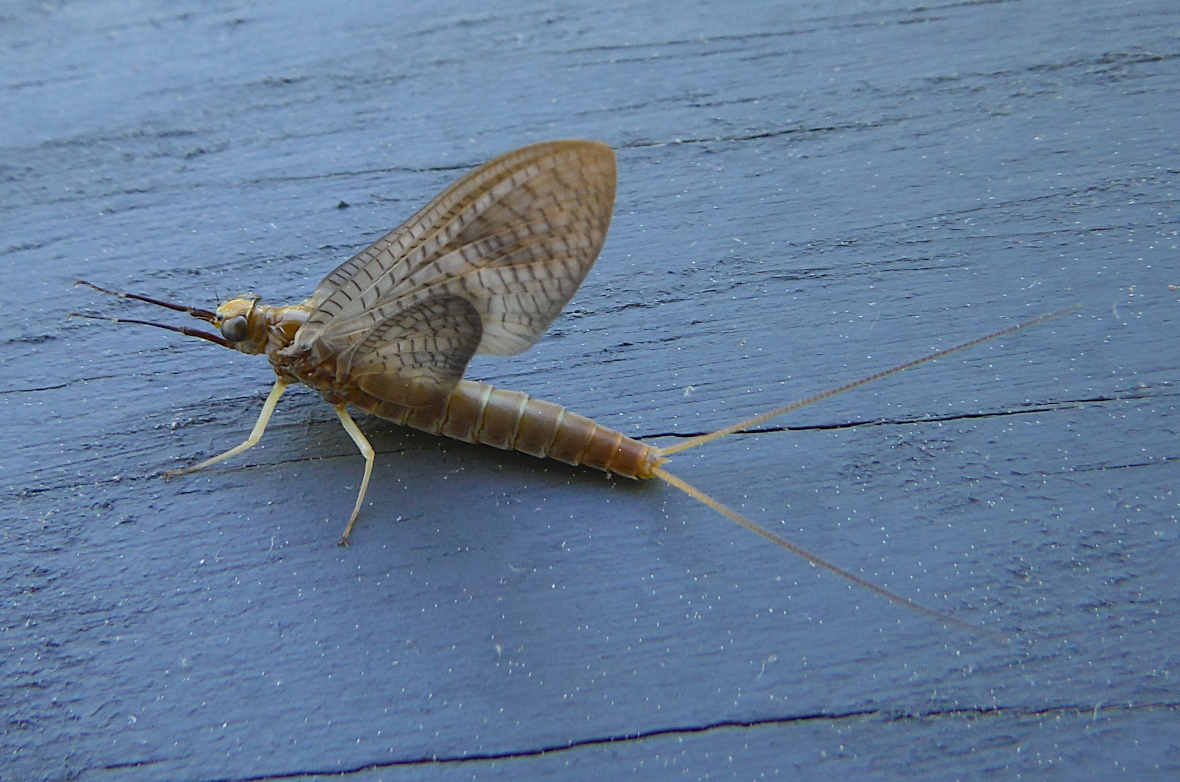 The Expected and Unexpected Visitors | Slate Run Sportsmen