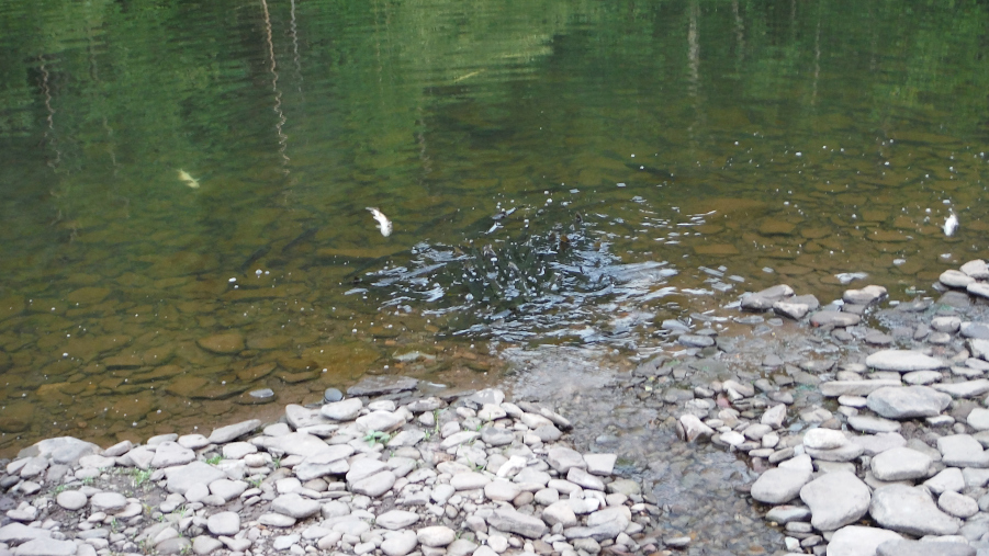 This Is What Stressed Trout Look Like | Slate Run Sportsmen