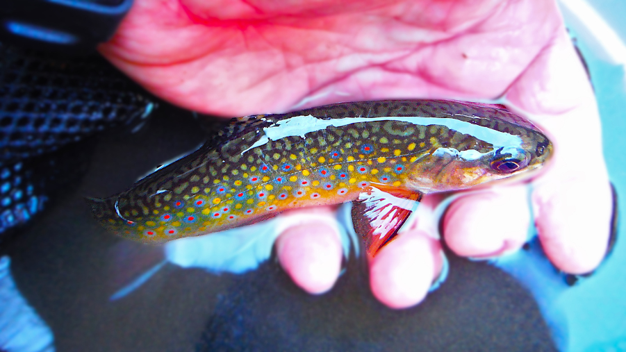 November | Slate Run Sportsmen