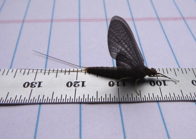 Fishing with a Friend & Not Fishing with a Friend | Slate Run Sportsmen