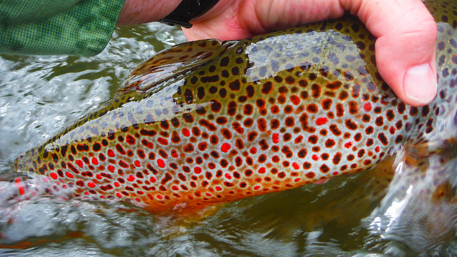 Soot, Orange Trout & SOOT! | Slate Run Sportsmen