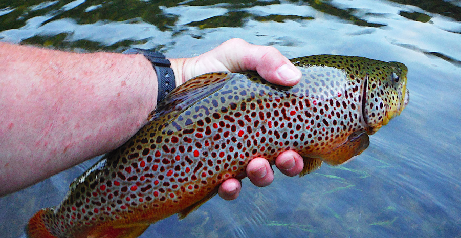 Soot, Orange Trout & SOOT! | Slate Run Sportsmen