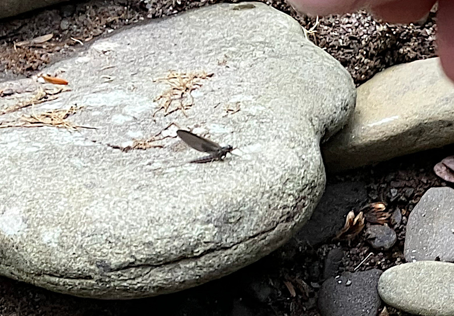 Fishing With An Editor | Slate Run Sportsmen